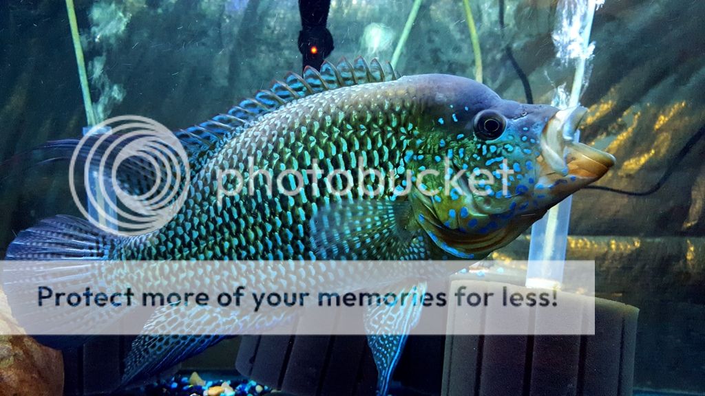 Rio Mag umbee pair | MonsterFishKeepers.com